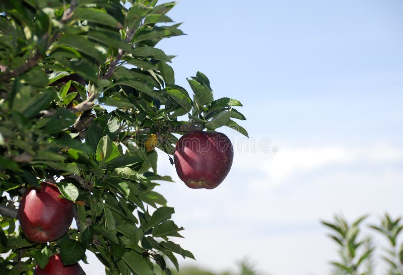 276,002 Apple Tree Stock Photos - Free & Royalty-Free Stock Photos from ...