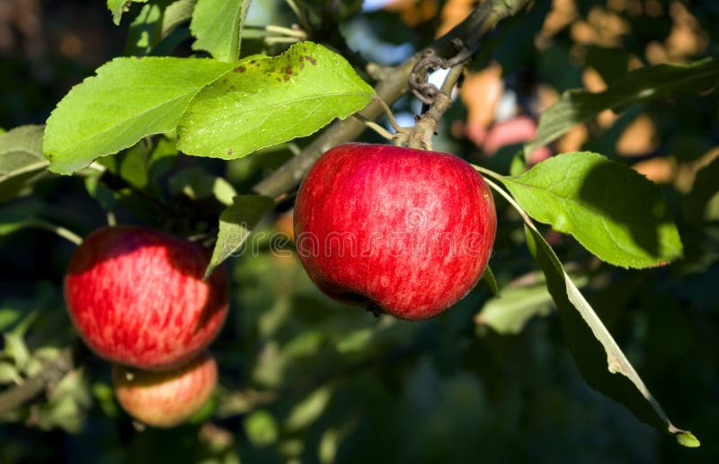 A line of apples stock image. Image of bunch, color, droplets - 15934455