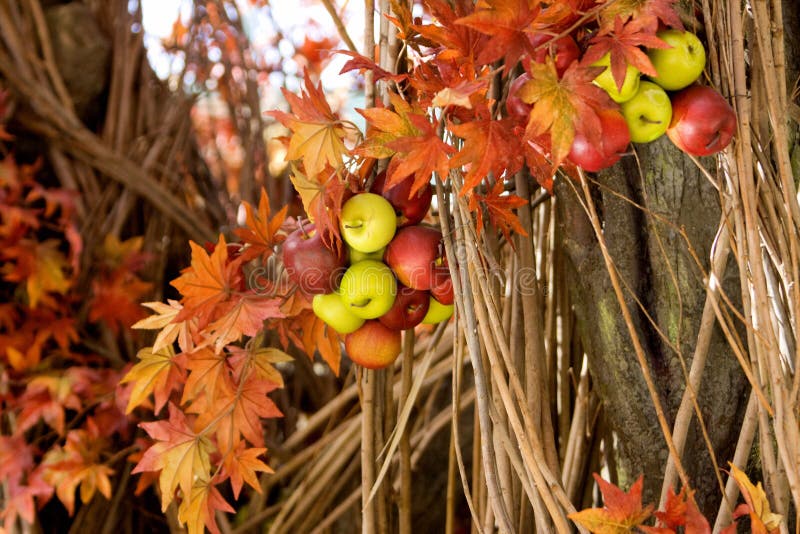 Apple tree stock image. Image of season, leaves, foliage - 15688707