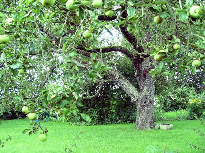 Apple tree stock image. Image of tree, ripe, grass, meadows - 16831