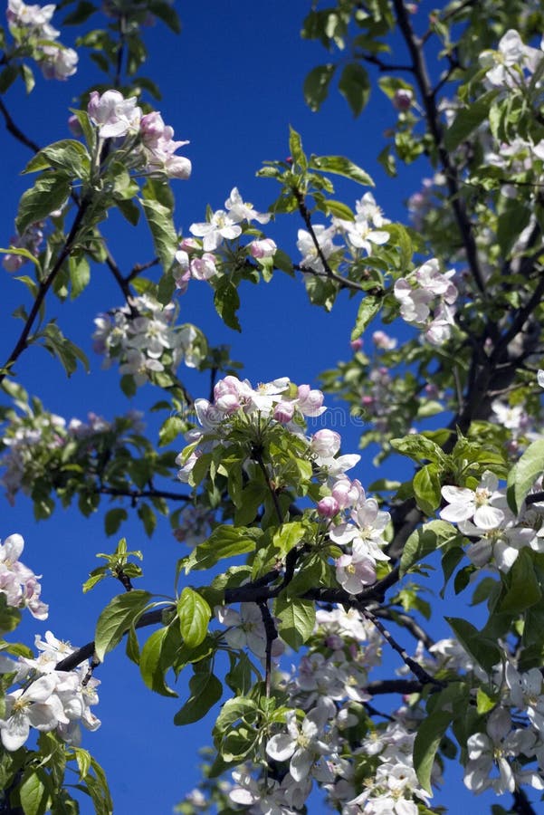 Apple Tree stock image. Image of spring, apple, season - 18796637