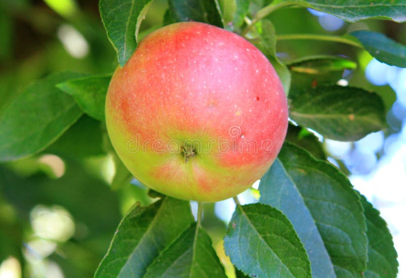 Apple on a tree stock image. Image of nature, green, plant - 19632175