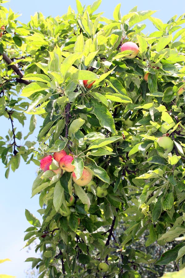 Apple on the tree stock image. Image of tree, closeup - 20199229