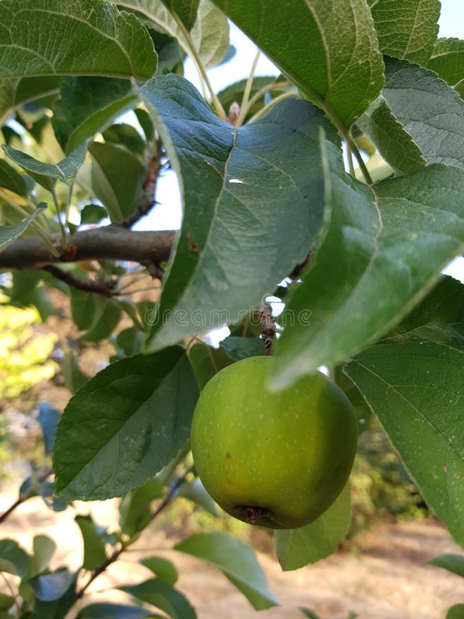 Apple in tree stock photo. Image of leaf, autumn, food - 204402746