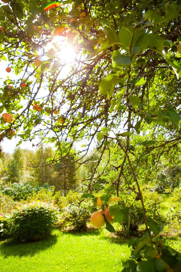 Apple trees orchard stock image. Image of grow, growth - 16526689