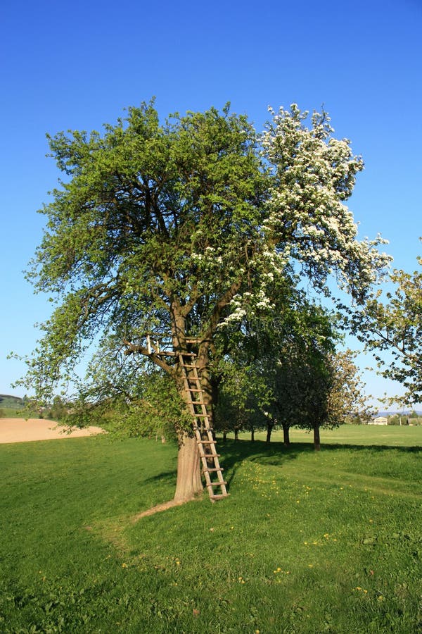 Apple Tree Free Stock Photos & Pictures, Apple Tree Royalty-Free and ...