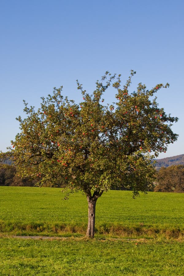 Apple tree stock image. Image of fruit, apple, tree, landscape - 26657687