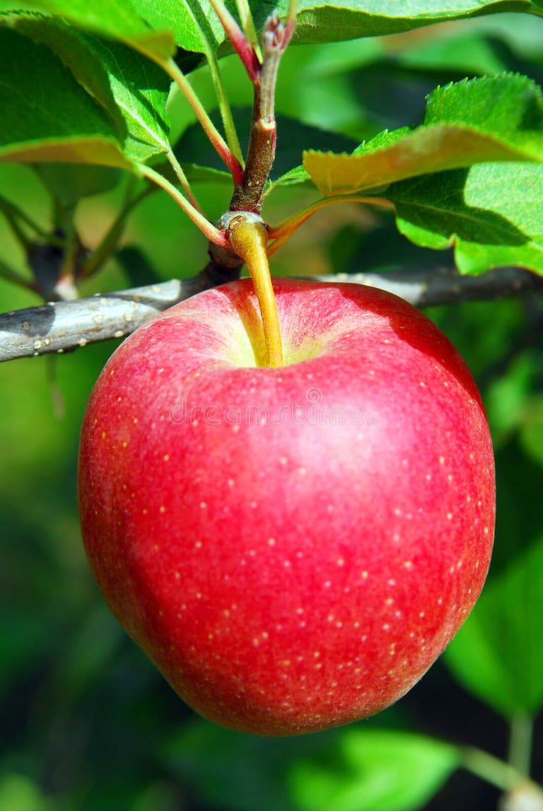 6,059 Big Apple Tree Stock Photos - Free & Royalty-Free Stock Photos ...