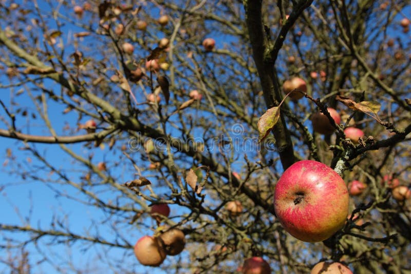 Apple in tree stock photo. Image of tree, healthy, autumn - 3804826