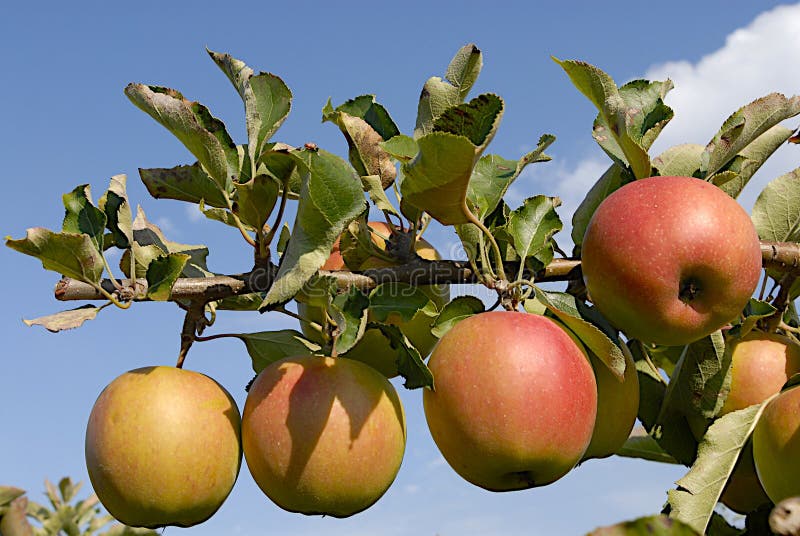 Apple tree stock photo. Image of fruit, orchard, calories - 4823296