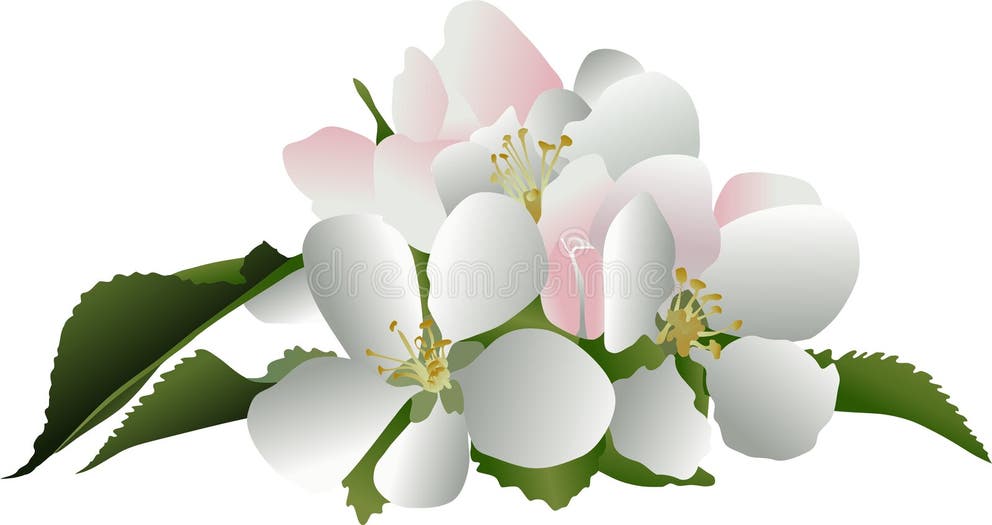 Crabapple Tree Illustration Stock Illustrations – 108 Crabapple Tree ...