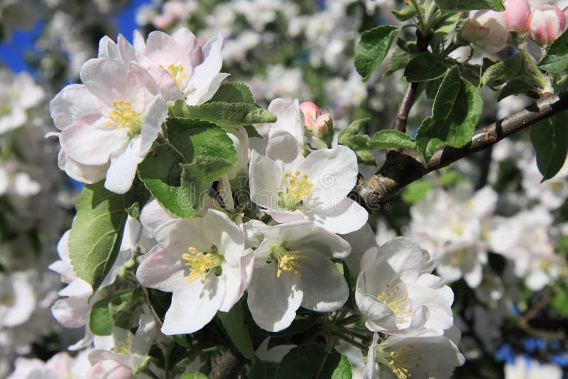Apple tree stock image. Image of tree, botany, blue, garden - 5138255