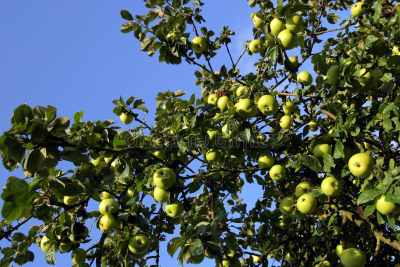 Golden Delicious Apple Tree Stock Photo - Image of delicious, fruit ...