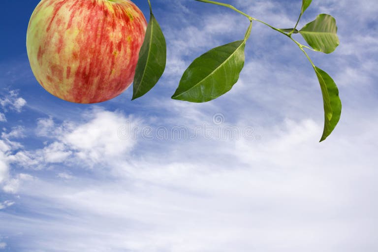 1,486 Apple Falling Tree Stock Photos - Free & Royalty-Free Stock ...