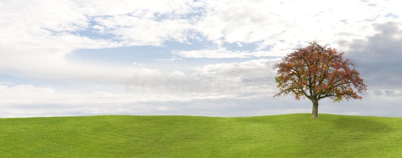Dry Apple Tree stock image. Image of tree, unique, bare - 8818343