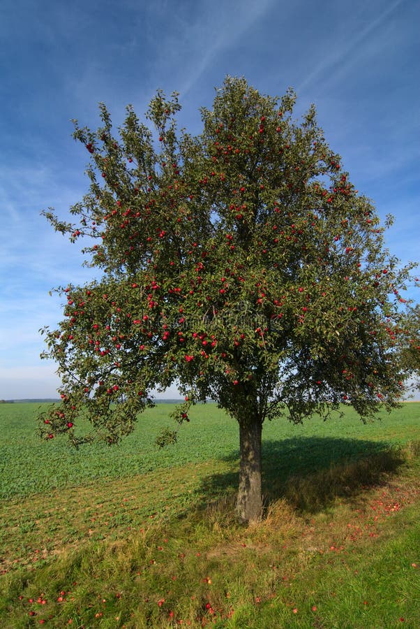 Apple tree stock photo. Image of sunny, cloudless, blue - 7644172