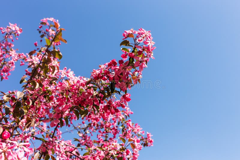 Apple tree against the sky stock image. Image of apple - 88114135