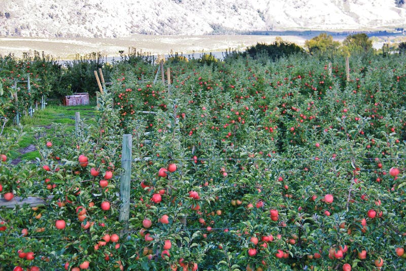 Apple Tree, Apple Orchard in Okanagan Valley, Kelowna, British Columbia ...