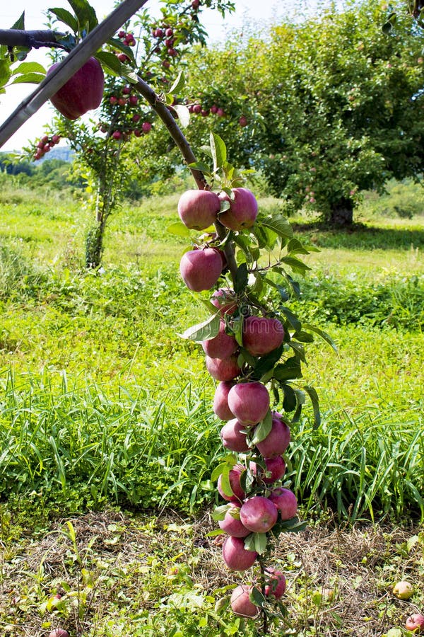 Apple Tree in Apple Orchard in Upstate NY Stock Photo - Image of pickin ...