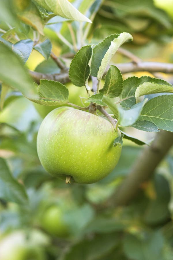 Fir tree stock photo. Image of needle, branch, snow, environment - 48546528