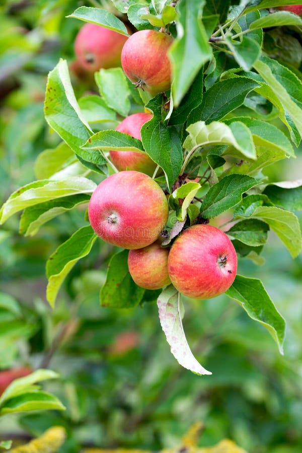 Apple tree stock photo. Image of tree, allotment, apple - 98641210