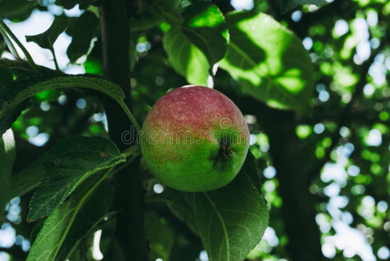 Apple Tree. Apple Tree With Small Natural Apple Stock Photo - Image of ...