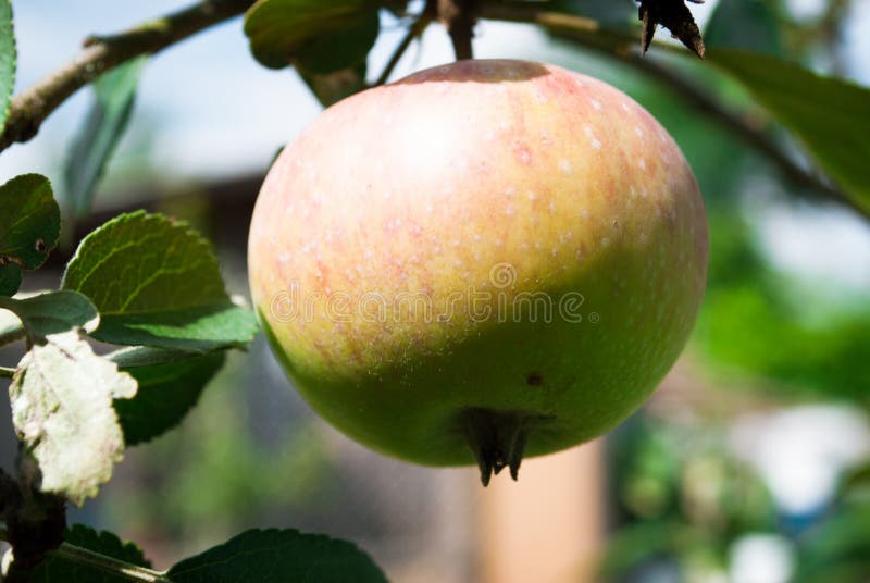 Apple Tree. Apple Tree with Small Natural Apple Stock Photo - Image of ...