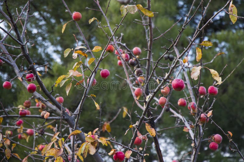 Apple Tree with Apples, Autumn Fruit Stock Photo - Image of tree ...