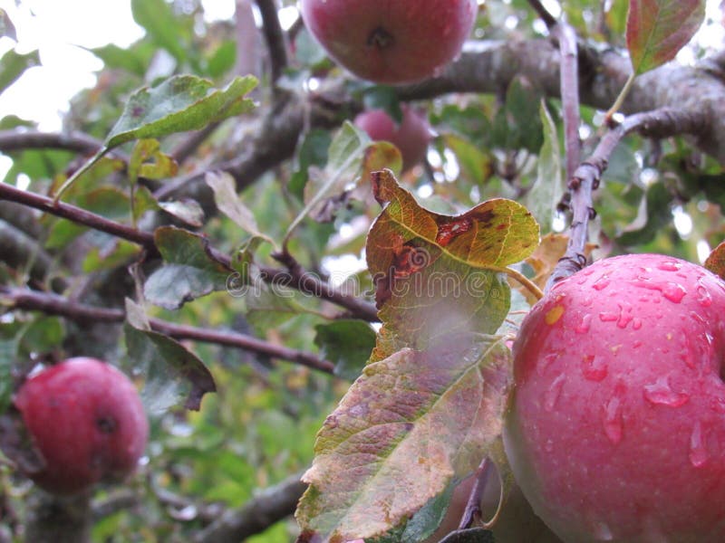 Apple tree stock photo. Image of covered, apples, apple - 82098784