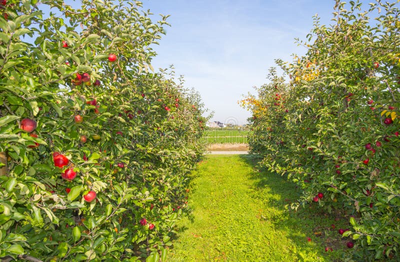 Orchard with Apple Trees in a Green Field in Sunlight at Fall Stock ...