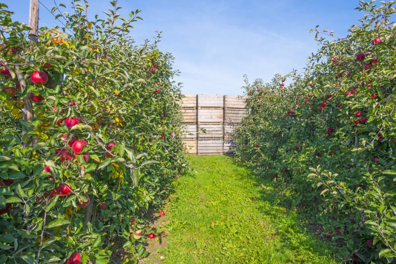 Orchard with Apple Trees in a Green Field in Sunlight at Fall Stock ...