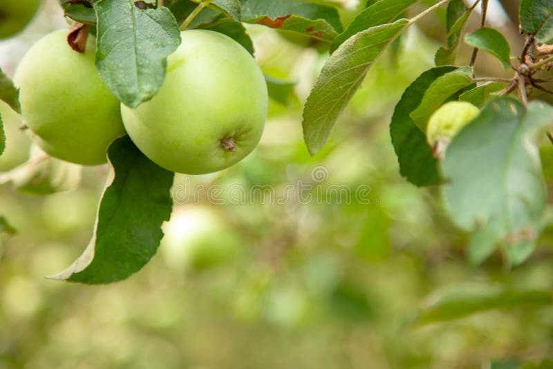Apple Tree with Apples and Green Leaves Stock Photo - Image of farm ...