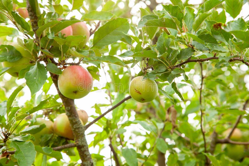 Apple Tree with Apples and Green Leaves Stock Photo - Image of nature ...