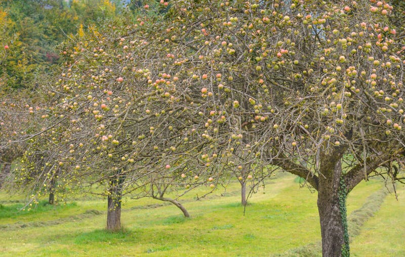 Apple-tree with apples stock image. Image of autumn - 155681759