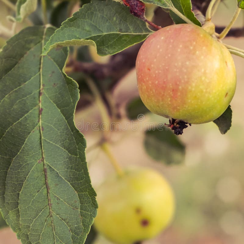 Apple tree with apples stock image. Image of leaves - 111715851
