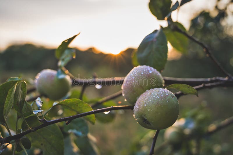 Apple Tree with Apples after the Rain Stock Image - Image of food ...