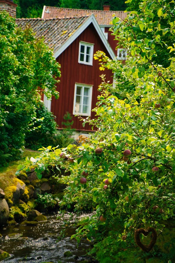 Apple Tree with Apples by a Stream in Front of a Red Swedish House with ...