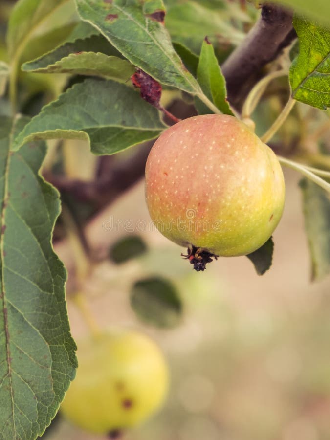 Apple tree with apples stock photo. Image of green, gardening - 111715842