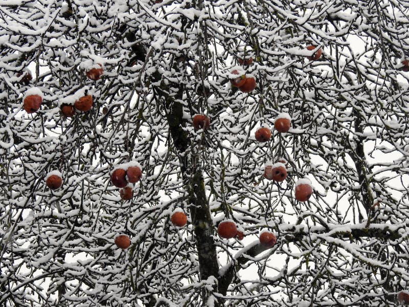 Apple Tree and Apples in Winter, Lithuania Stock Image - Image of plant ...