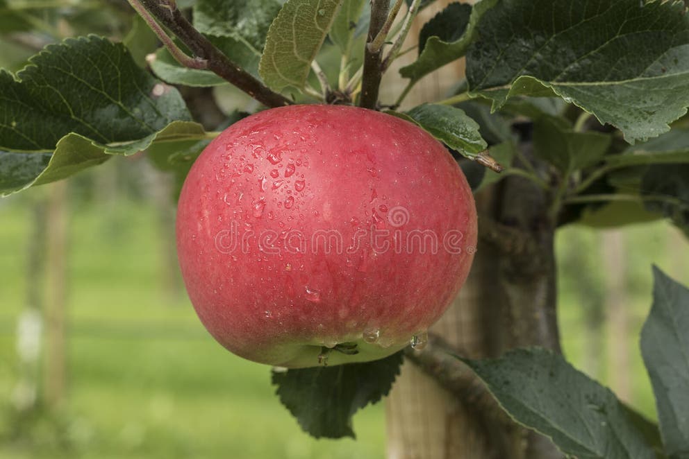 Apple on a Tree in Aurland - Norway Stock Photo - Image of freshness ...