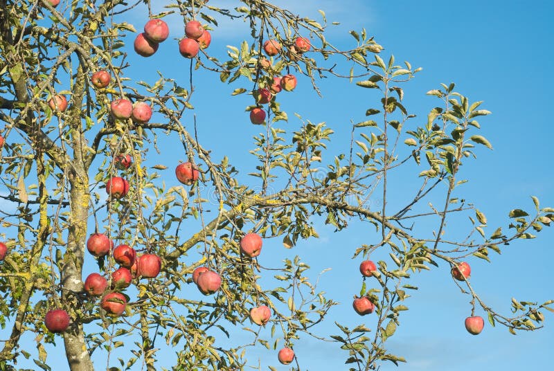 Apple Tree in Autumn stock photo. Image of health, groceries - 16336152