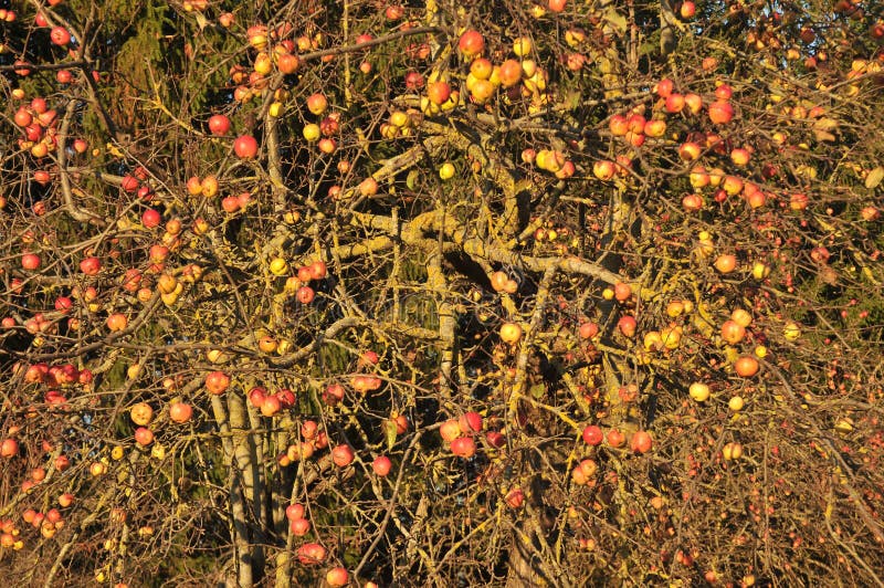 Apple tree in autumn stock photo. Image of apple, nature - 49493790
