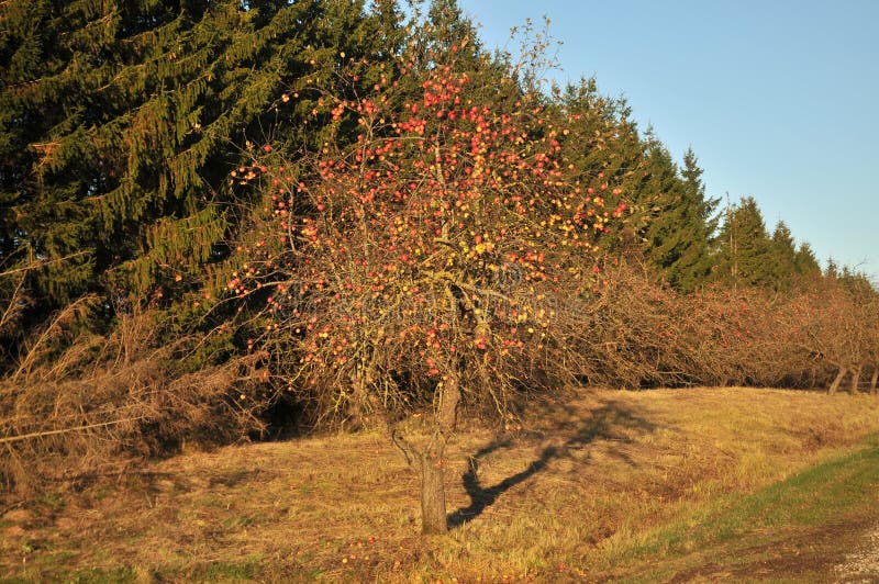 Apple tree in autumn stock photo. Image of leaves, freshness - 49493876