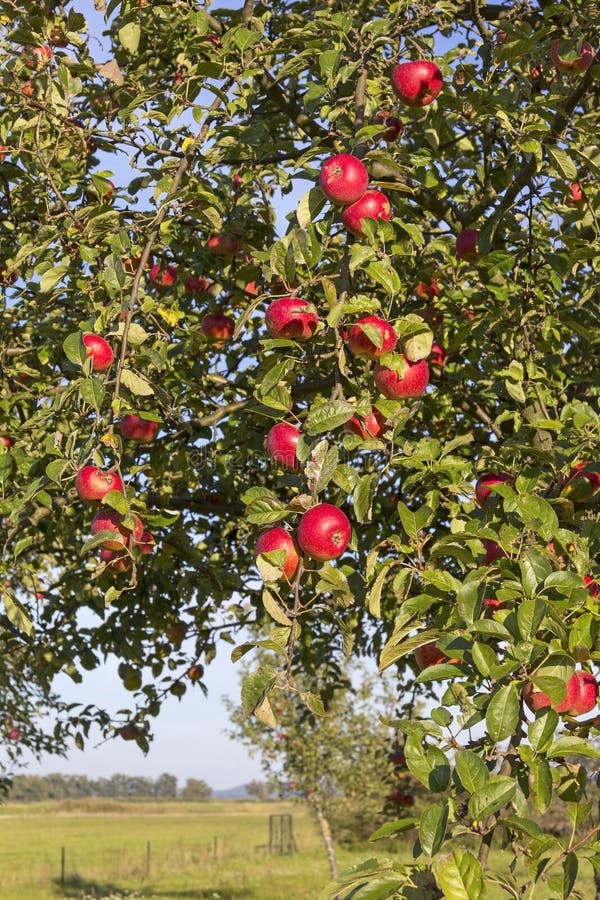 Apple Tree in Autumn. stock photo. Image of grass, crop - 62670366