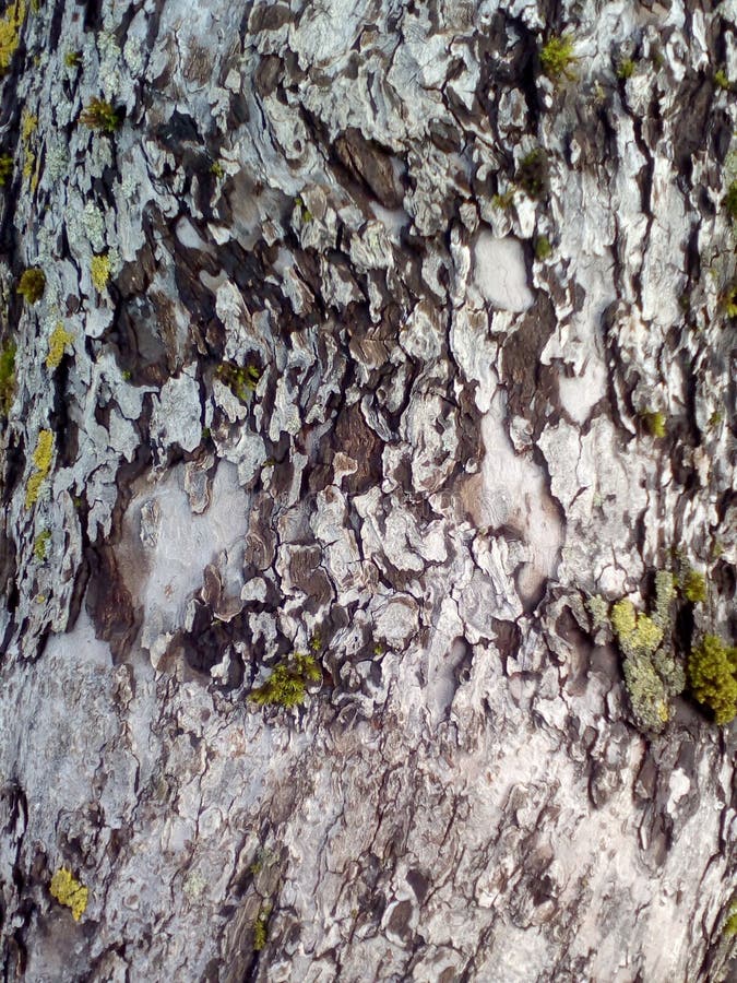 Apple tree bark stock photo. Image of bark, backgrounds - 121499932