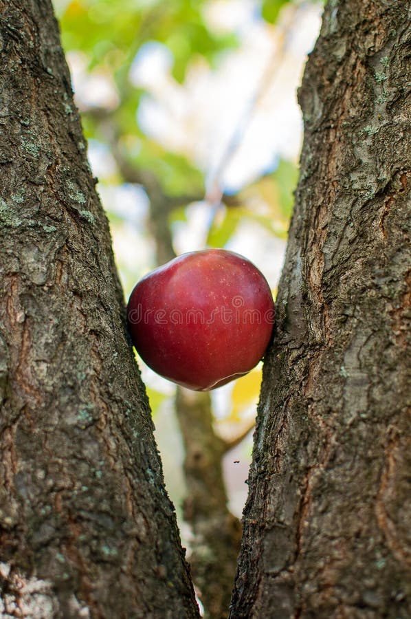 Apple tree bark stock image. Image of textured, macro - 28102559