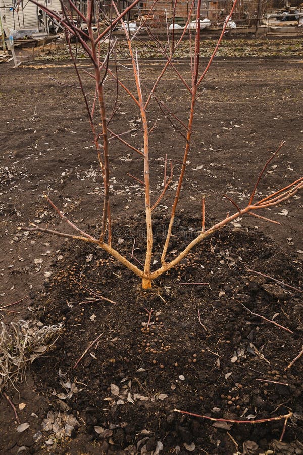 Apple Tree with Bark Damaged by Rabbits during Springtime Surrounded by ...
