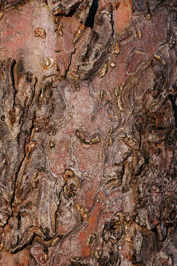 Apple tree bark detail stock photo. Image of unhealthy - 84877676