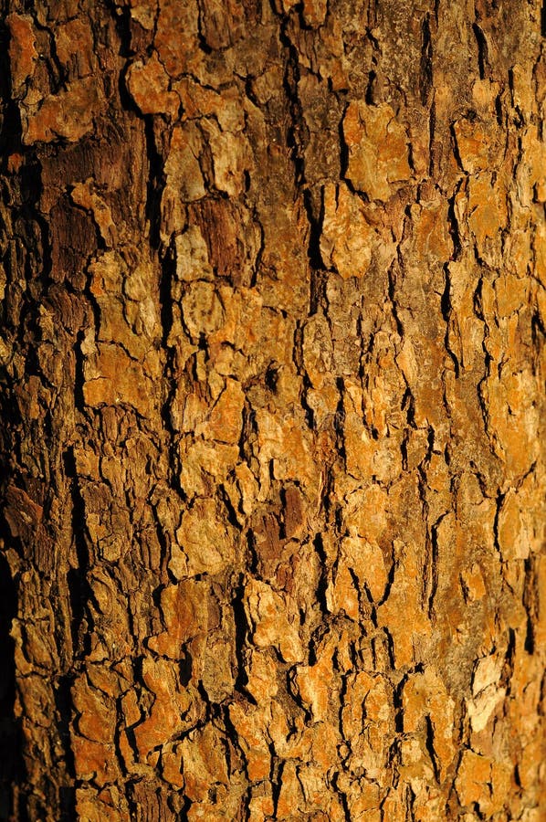 Apple tree bark texture stock image. Image of tree, texture - 77079867