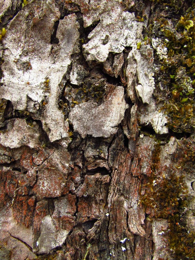 Apple tree bark stock image. Image of brown, appletree - 88636185